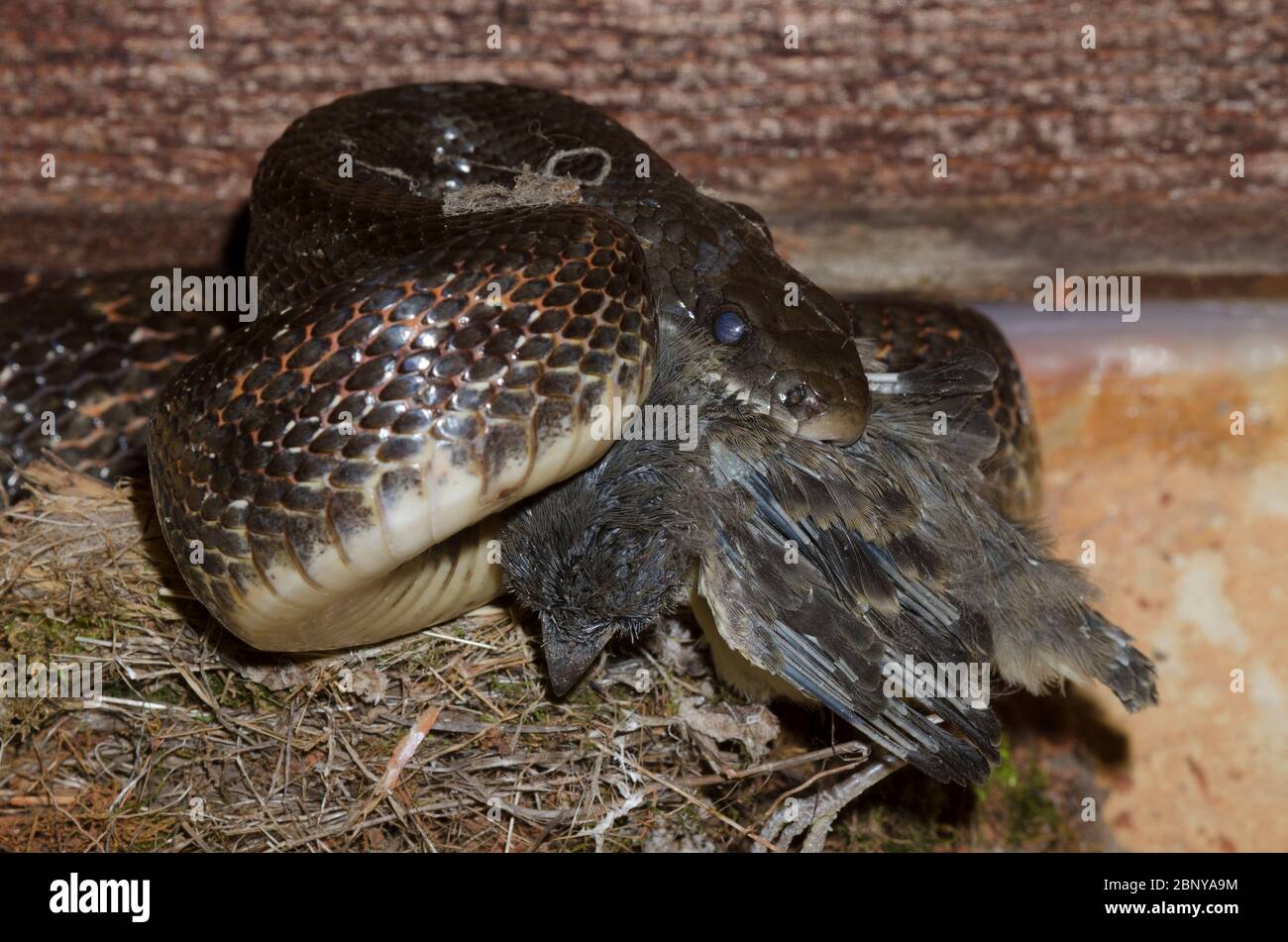 Black Rat Snake, Pantherophis obsoletus, raiding Eastern Phoebe ...