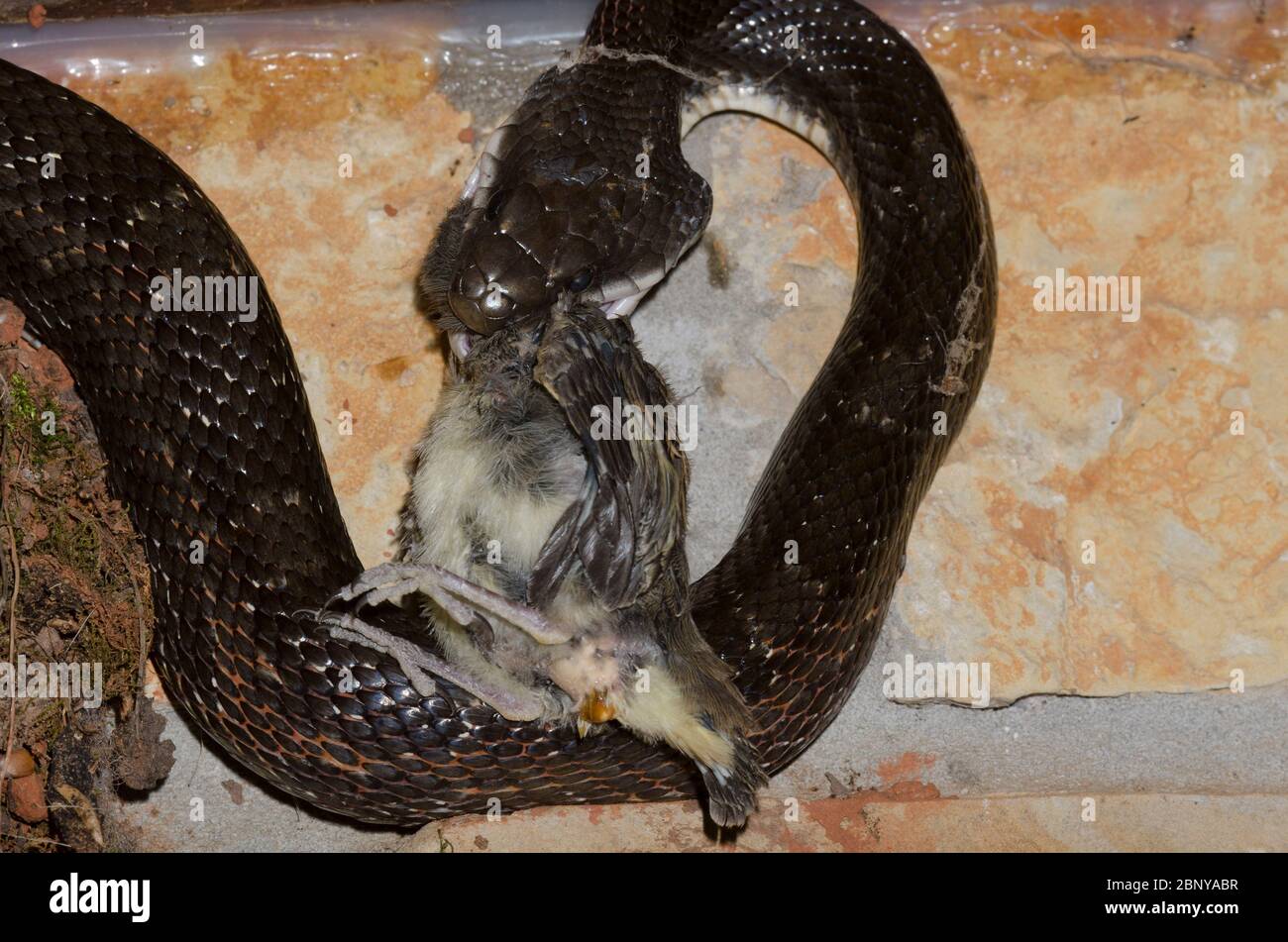 Black Rat Snake, Pantherophis obsoletus, raiding Eastern Phoebe ...