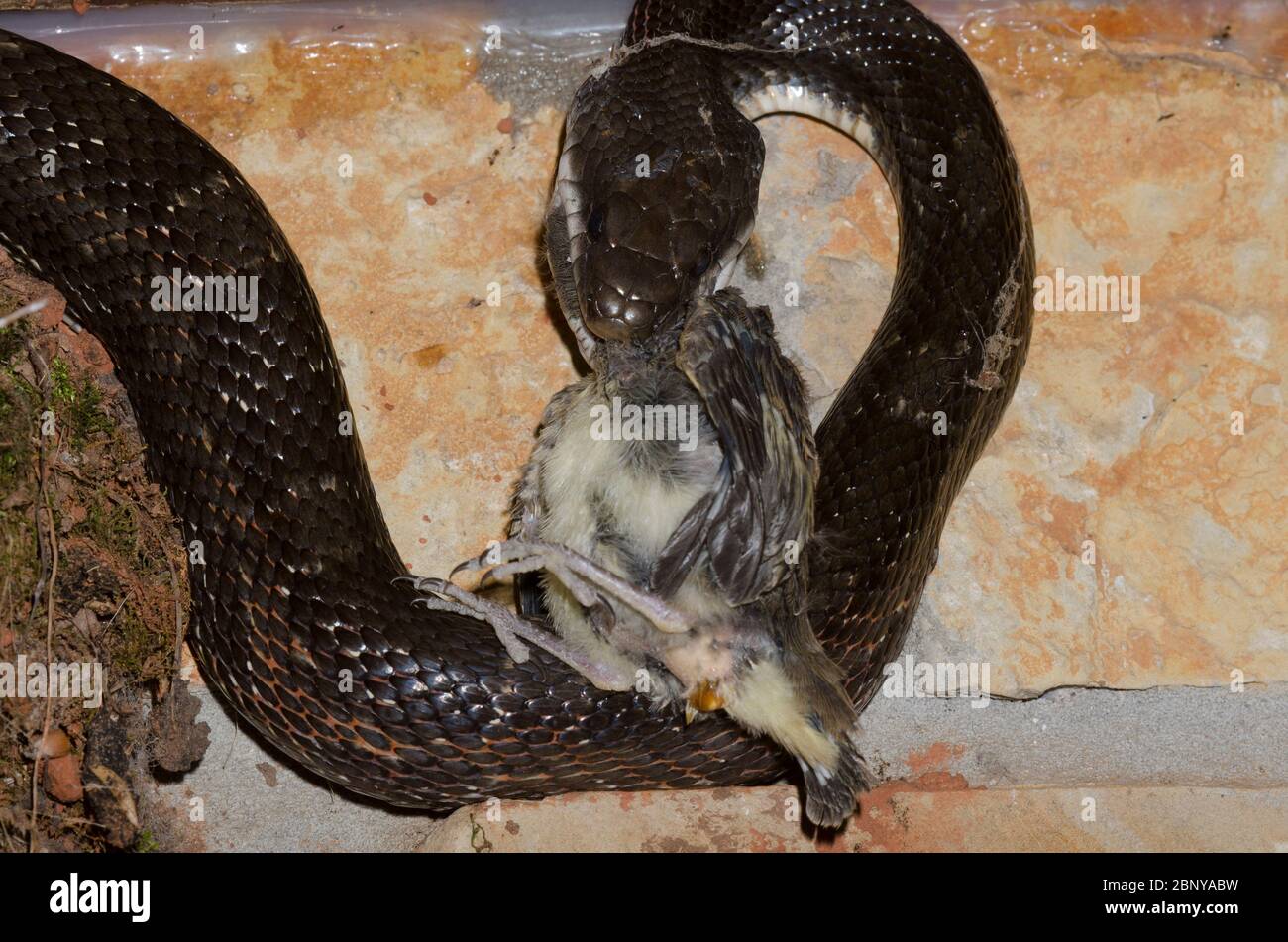 Black Rat Snake, Pantherophis obsoletus, raiding Eastern Phoebe ...