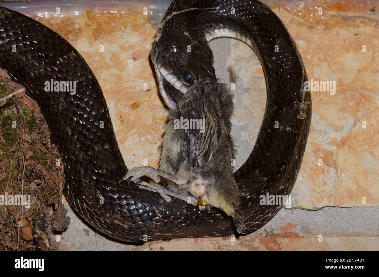 Black Rat Snake, Pantherophis obsoletus, raiding Eastern Phoebe ...
