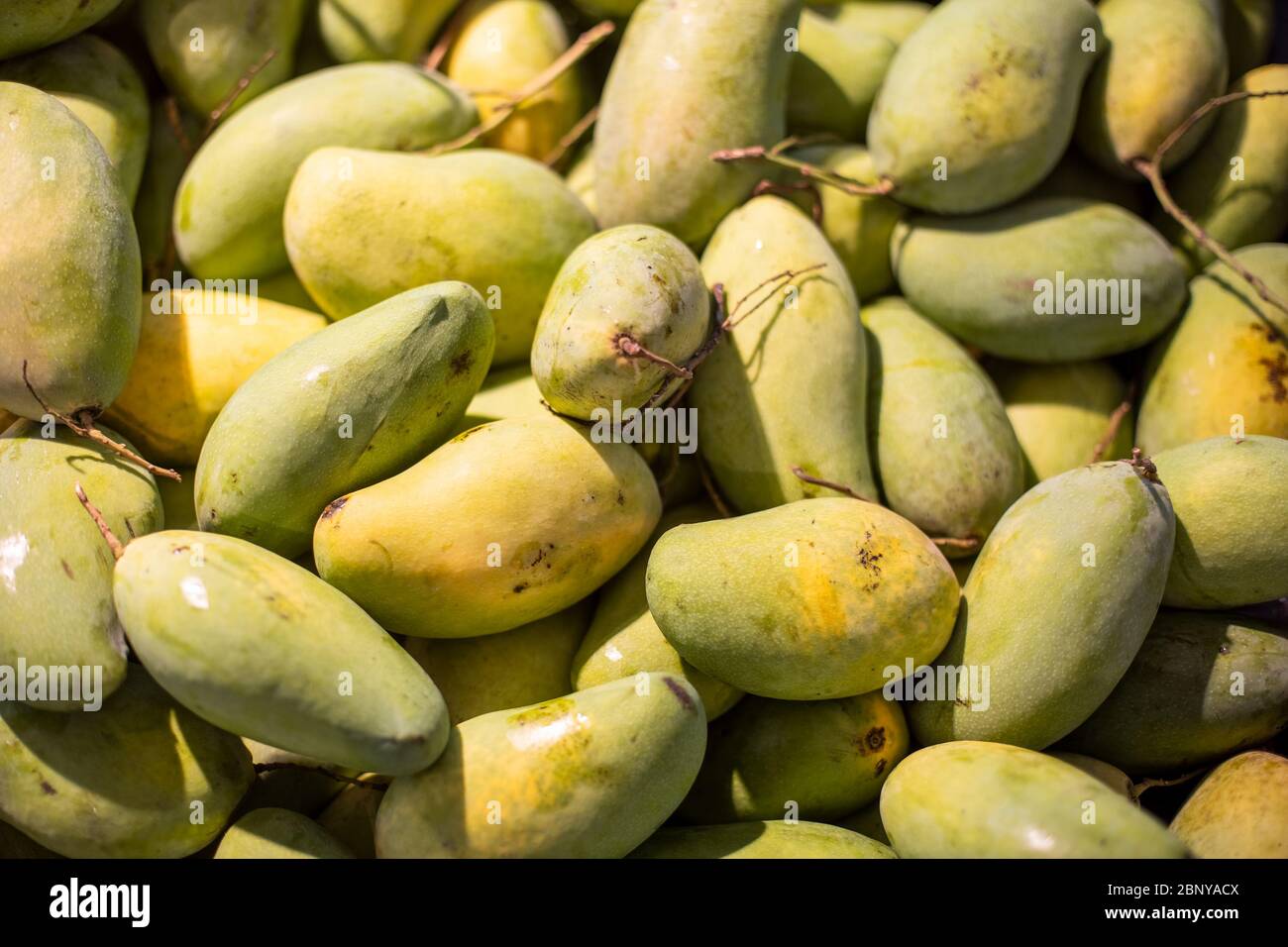 Mango photo sale green fruit hi-res stock photography and images - Alamy