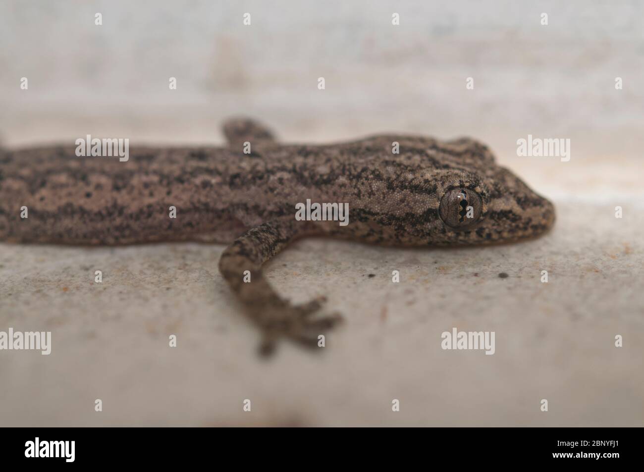 Flat-tailed House Gecko, Hemidactylus platyurus, Klungkung, Bali ...
