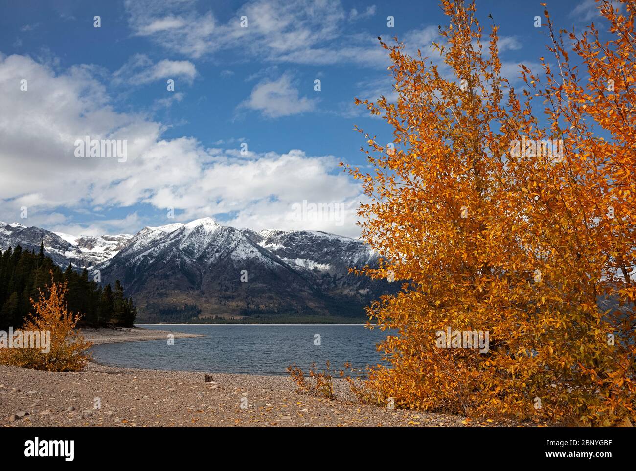 Aspen trees populus tremuloides teton hi-res stock photography and ...