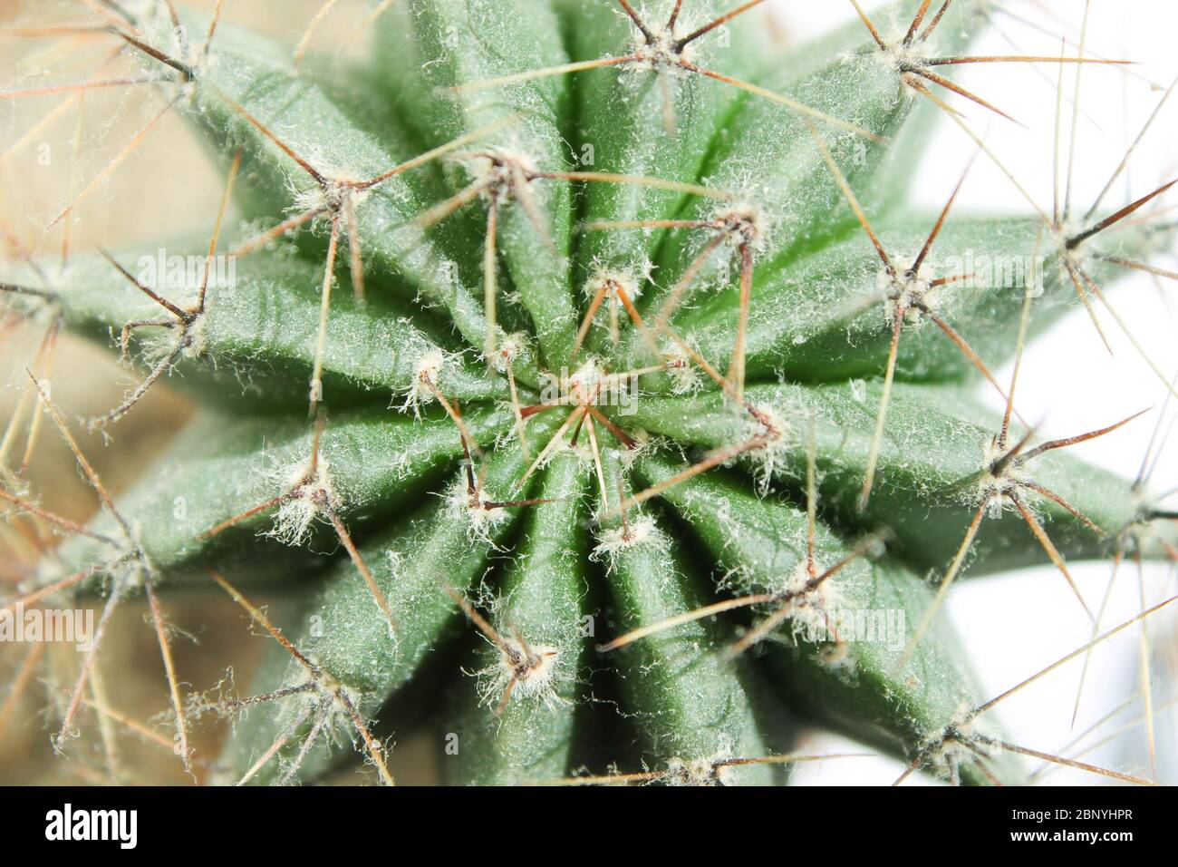 Top view of cactus. The texture of the cactus Stock Photo - Alamy