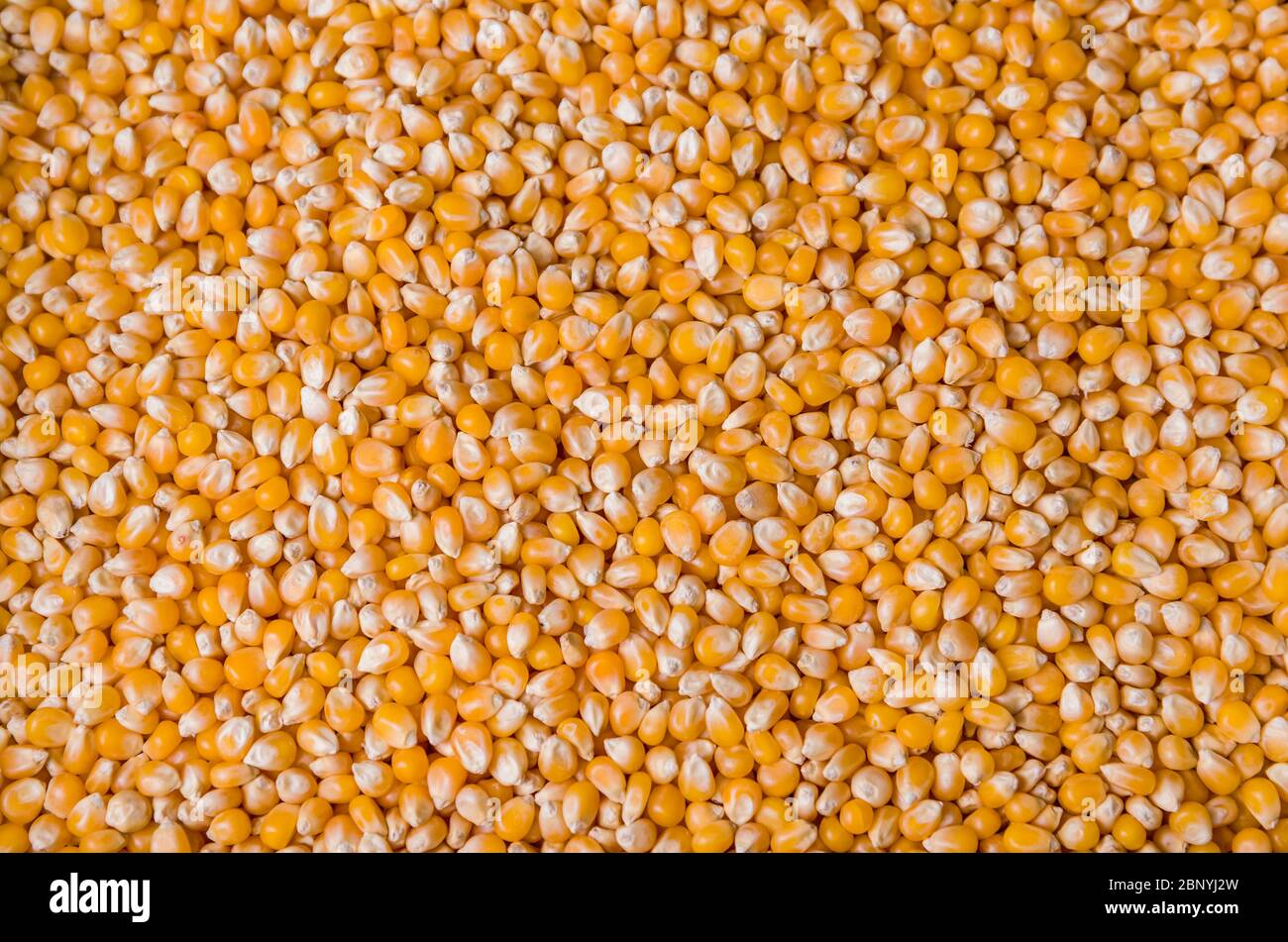 Beautiful pop corn background for various use. Popcorn corn grains in ...