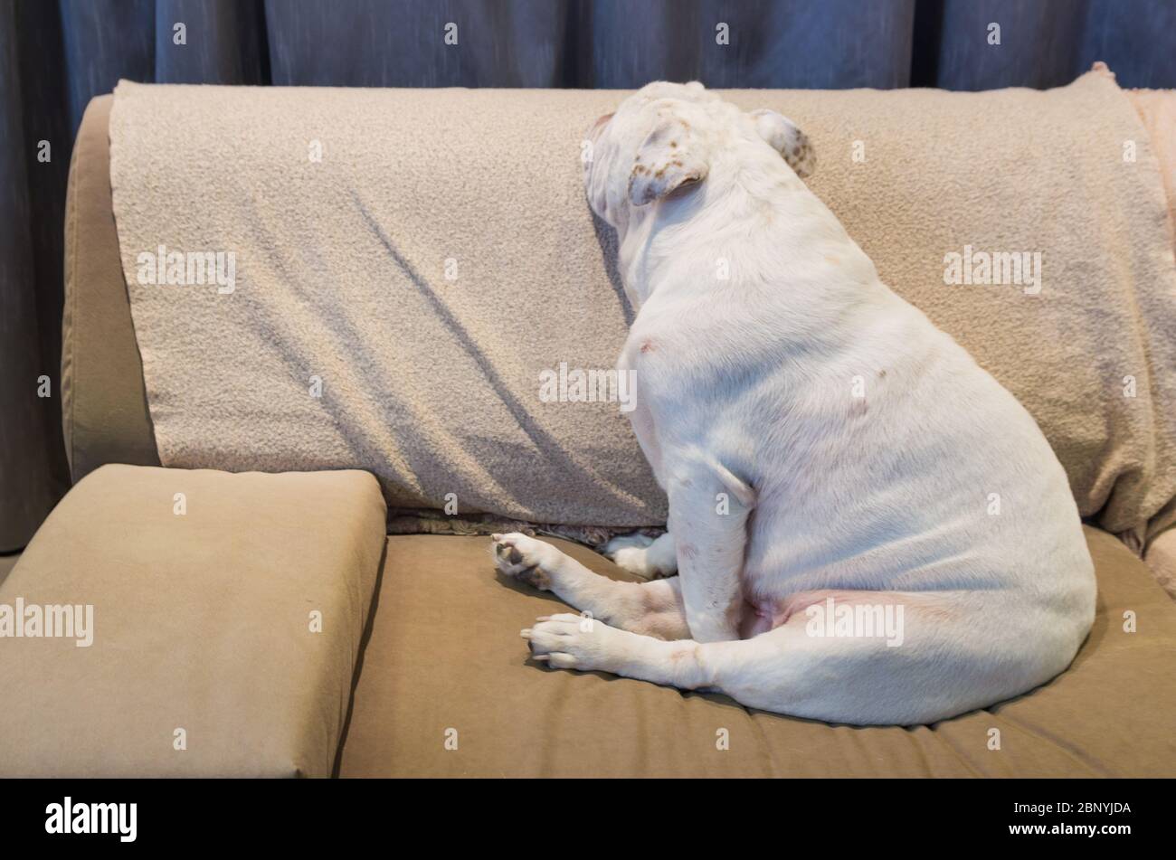 Deformed dog hi-res stock photography and images - Alamy