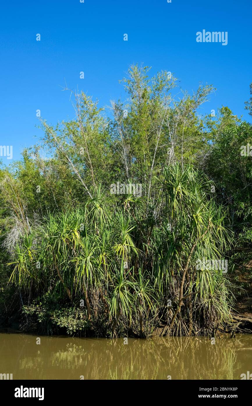 Pandanus palm screw pine hi-res stock photography and images - Alamy