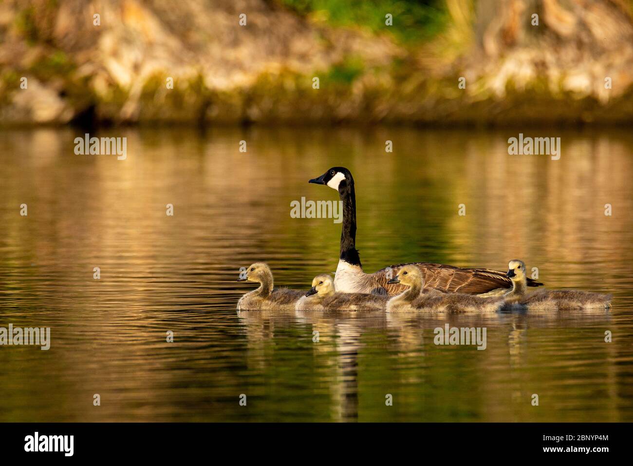 Mother Canadian goose(Branta canadensis) with her goslings Colorado ...