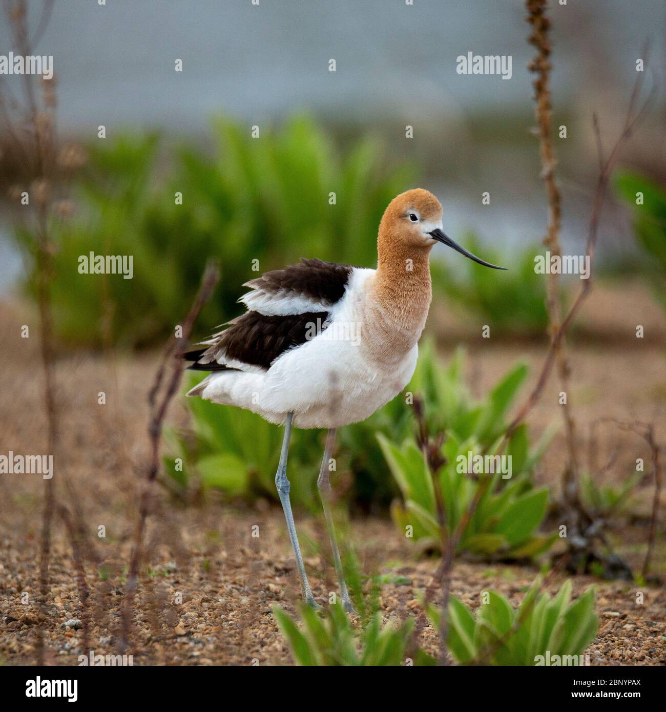 Female avocet hi-res stock photography and images - Alamy