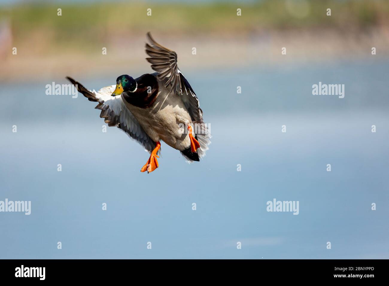 Descending flight hi-res stock photography and images - Alamy