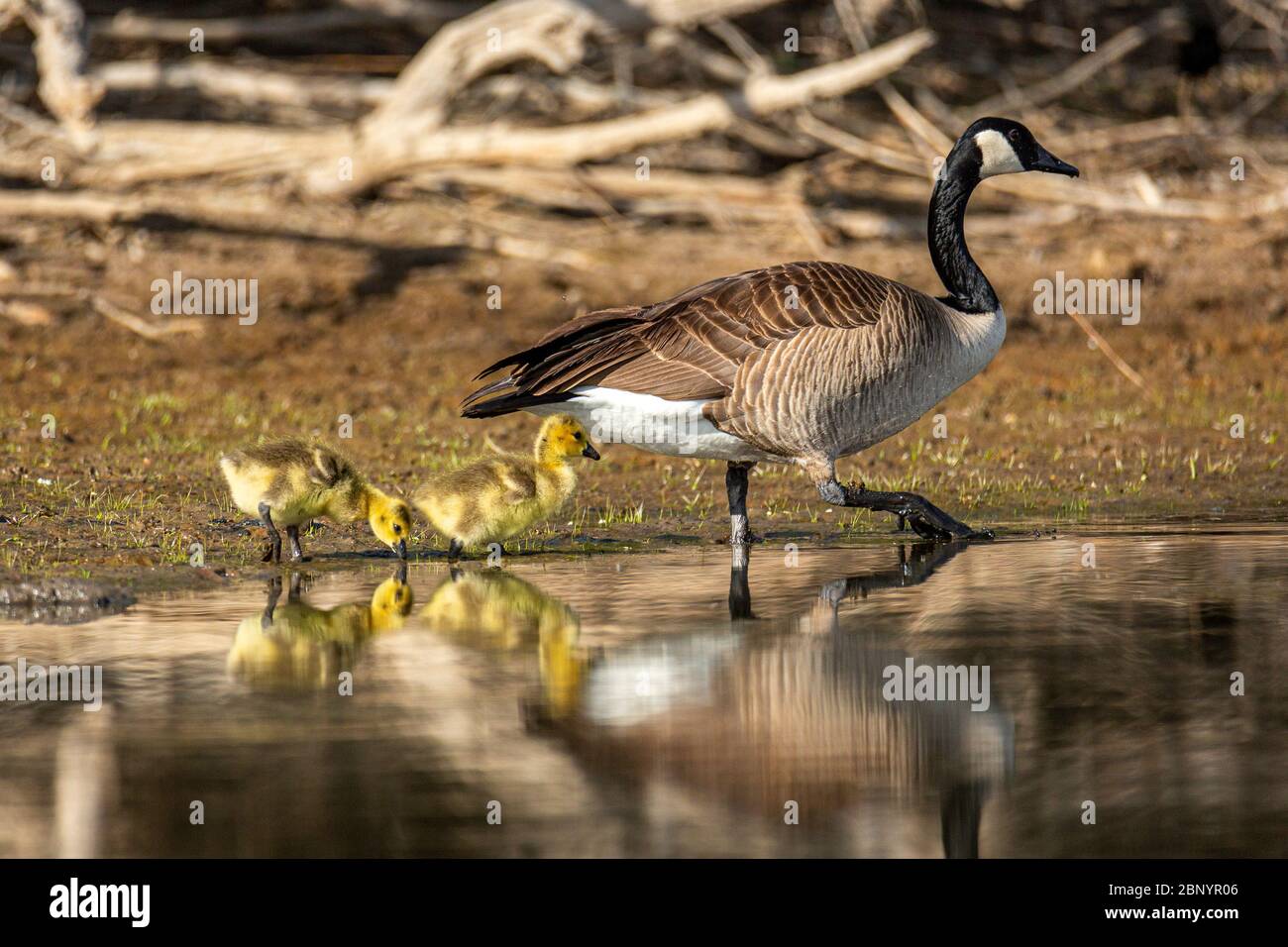 Canada goose goslings canadensis walking hi-res stock photography and ...