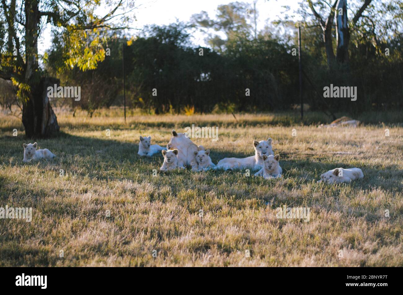 A relaxed group of lions in a savannah background in a preservation ...
