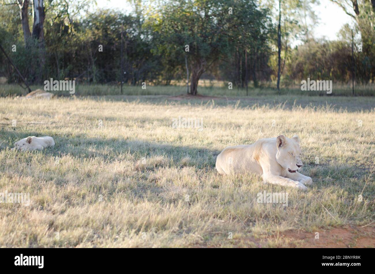 A relaxed group of a lioness and a lion cub in the back with a savannah ...