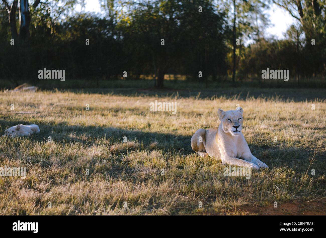 A relaxed group of a lioness and a lion cub in the back with a savannah ...