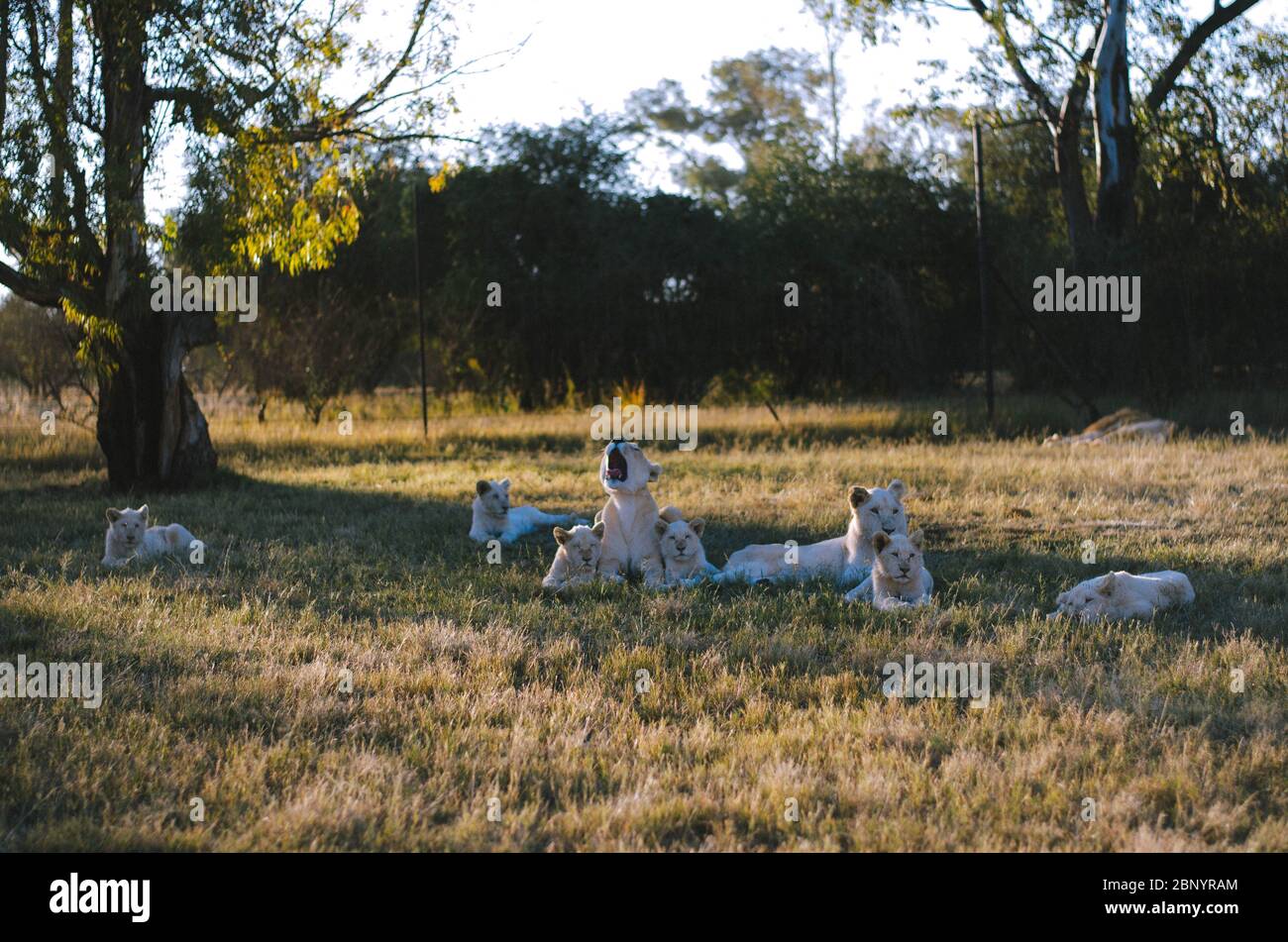 A relaxed group of lions and a lioness yawing in a savannah background ...