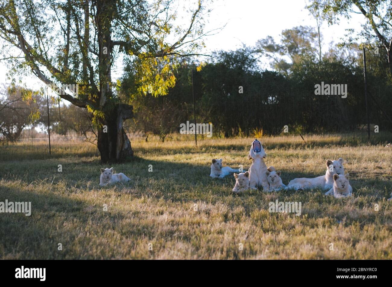 A relaxed group of lions and a lioness yawning in a savannah background ...