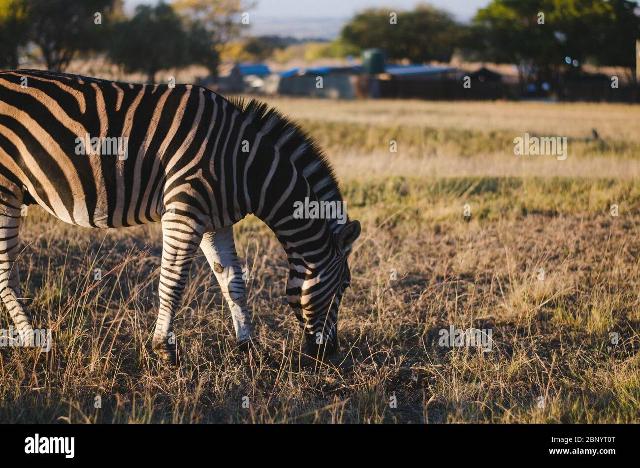 Golden zebra hi-res stock photography and images - Alamy