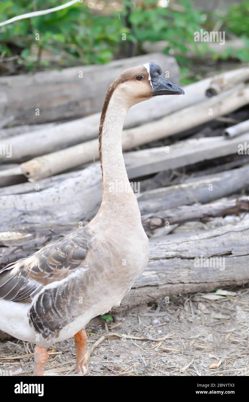 Goose Coop High Resolution Stock Photography and Images - Alamy