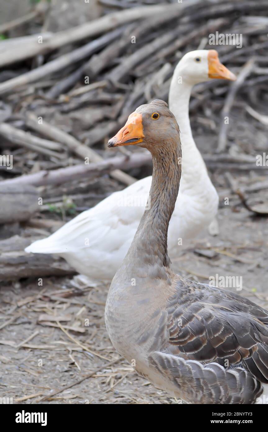 duck ,drake and goose on the floor Stock Photo - Alamy