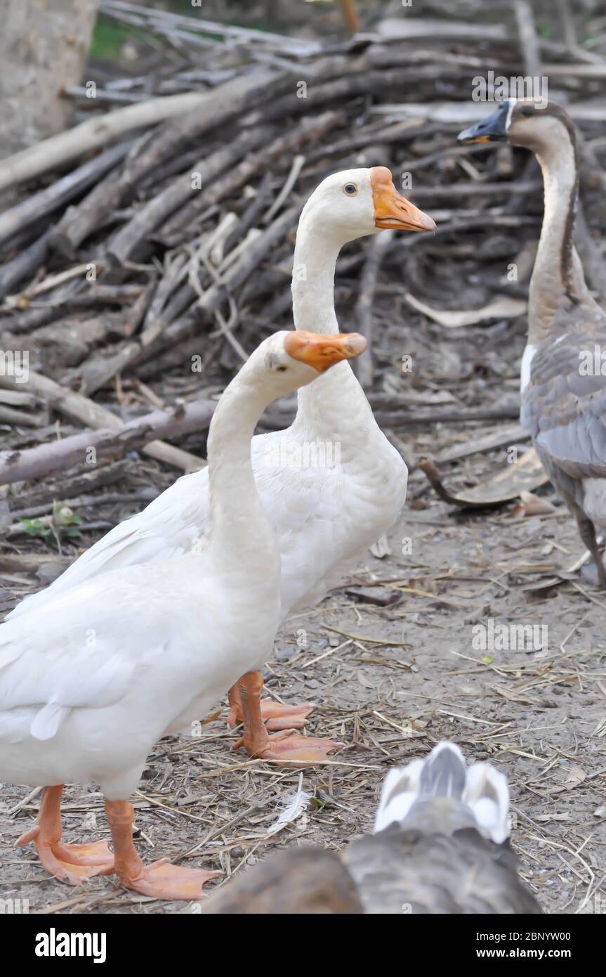 duck ,drake and goose on the floor Stock Photo - Alamy