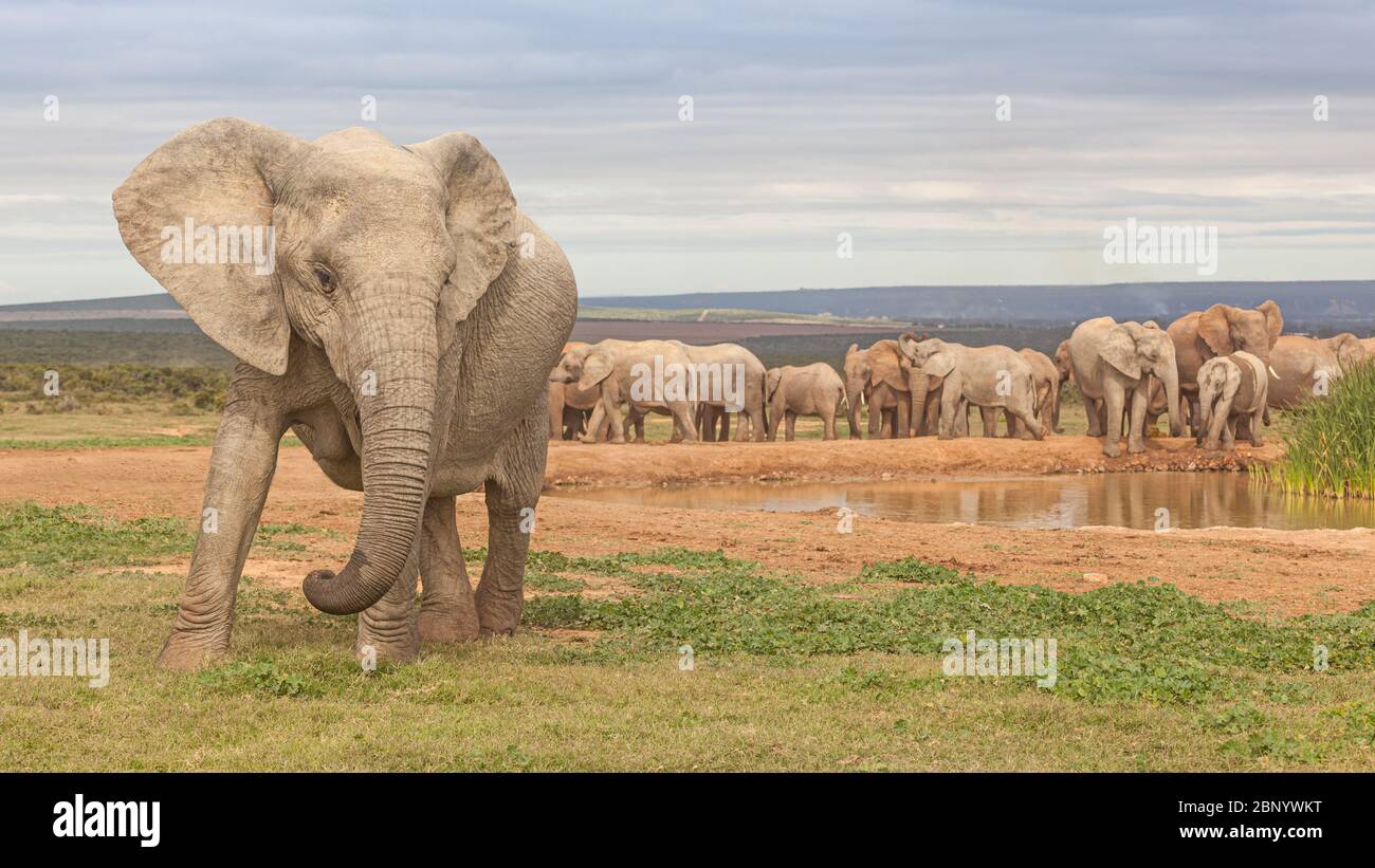 An elephant herd at Hapoor Dam in Addo Elephant National Park in South ...