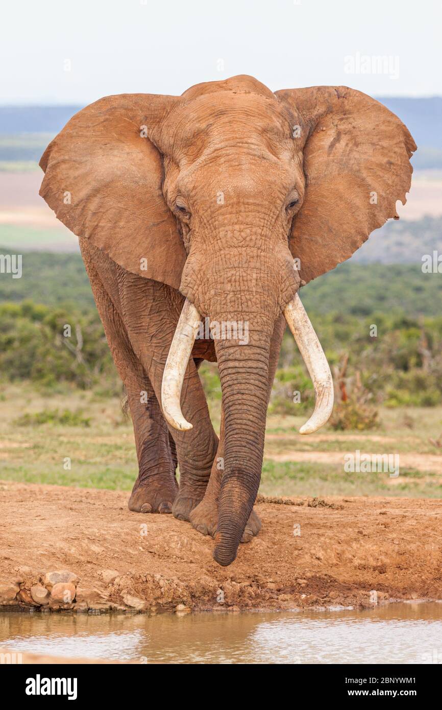 A magnificent 'tusker' bull elephant in the Addo Elephant National Park ...