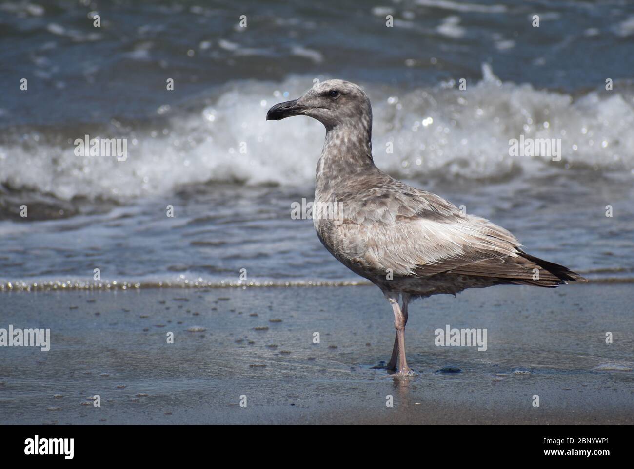 An immature California gull (Larus californicus) stands on the beach ...
