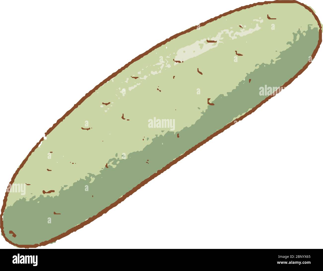 Cucumber plant Stock Vector Images - Alamy