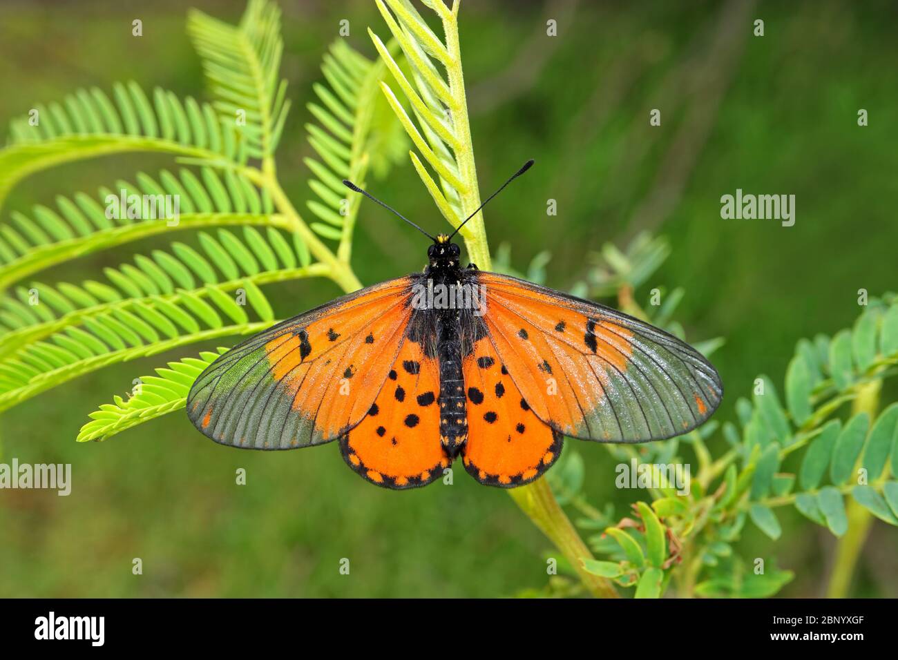 A colorful garden acraea butterfly (Acreae horta) sitting on a plant ...