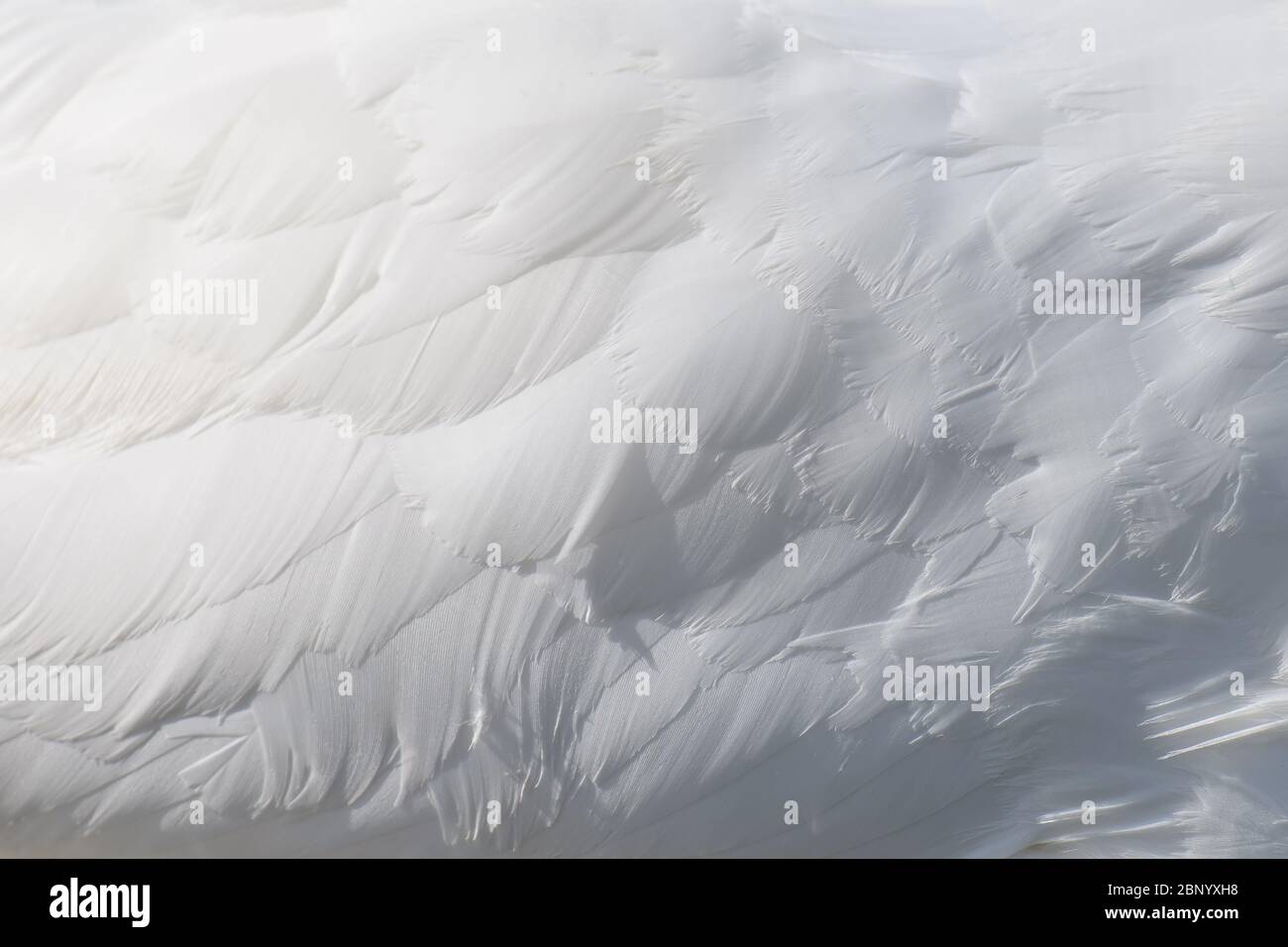 Snow white swan wing swan feather texture background Stock Photo - Alamy
