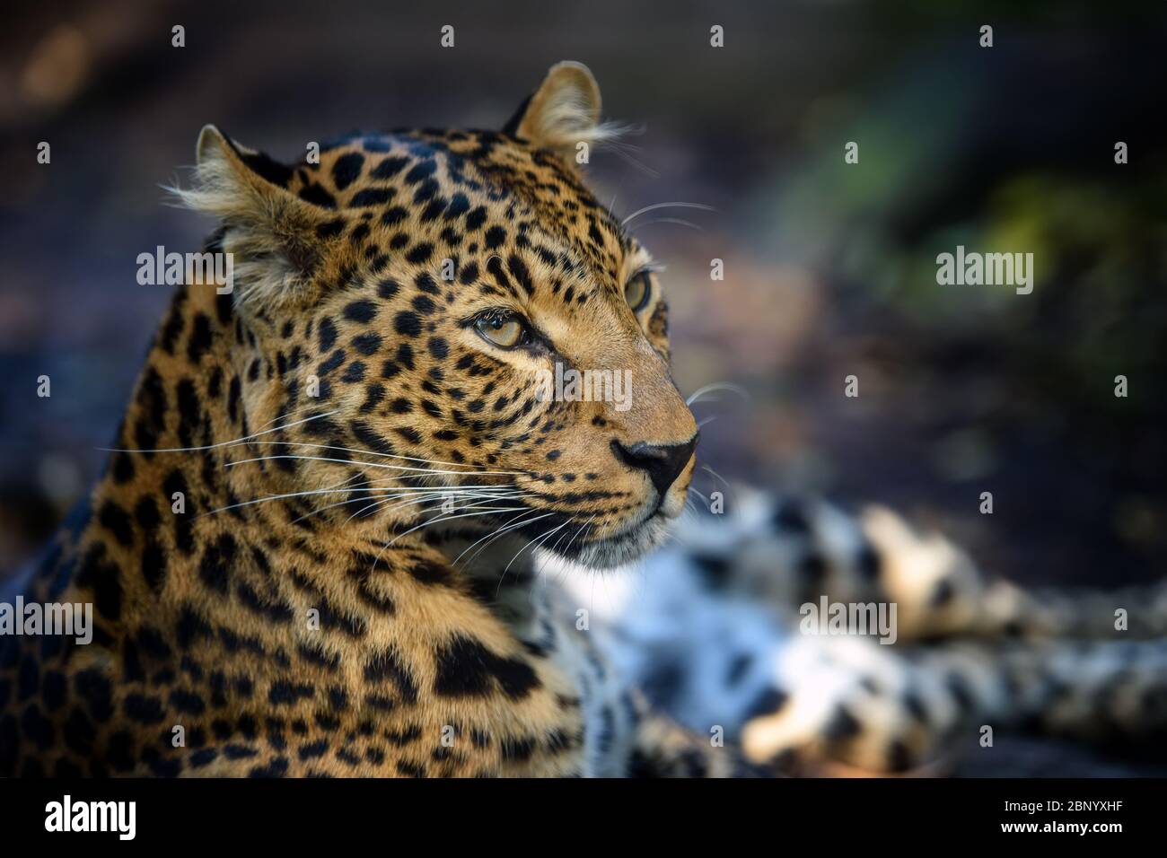 Close up beautiful angry big leopard isolated on black background Stock ...