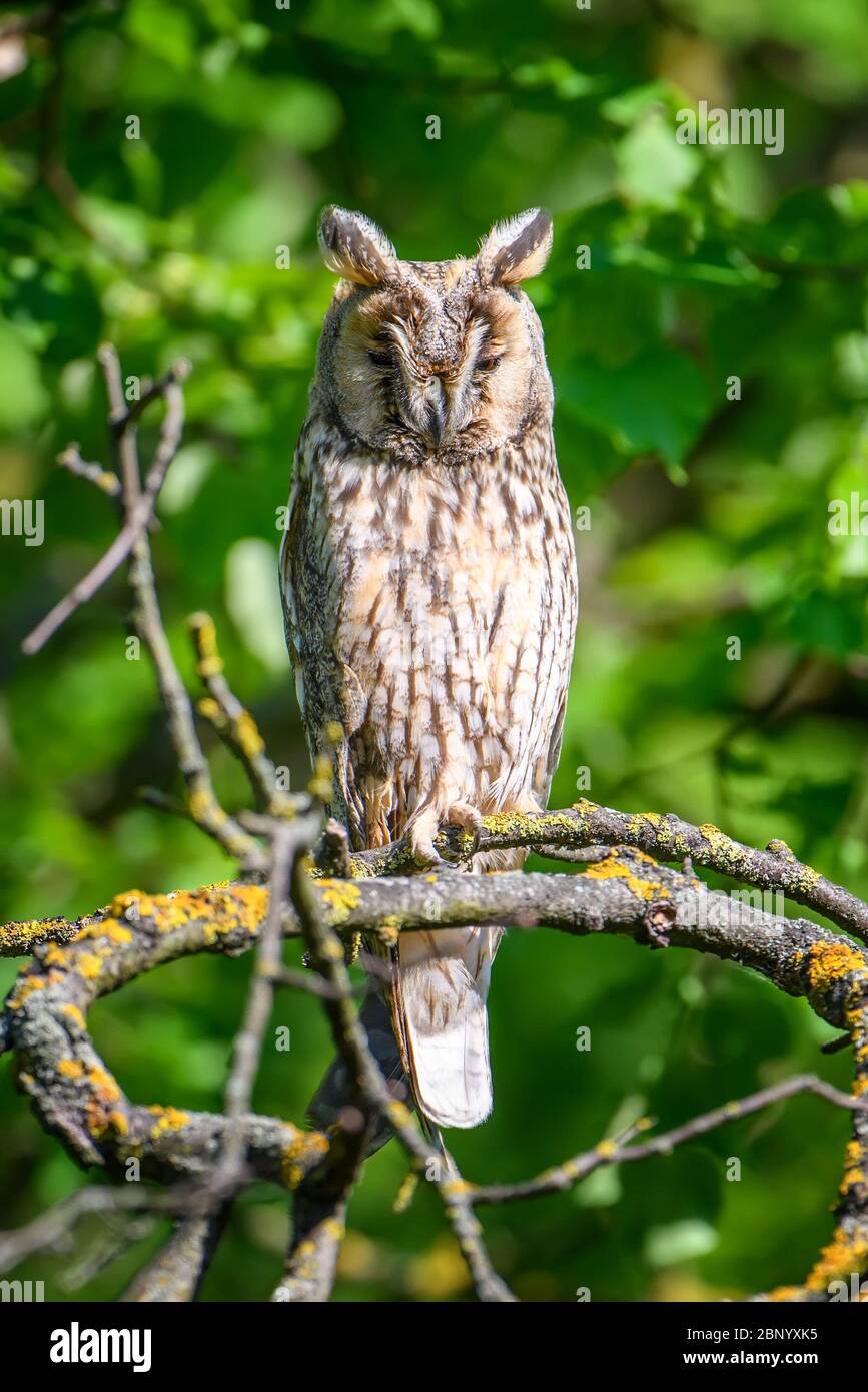 Long-eared owl owl in the wood, sitting on tree trunk in the forest ...