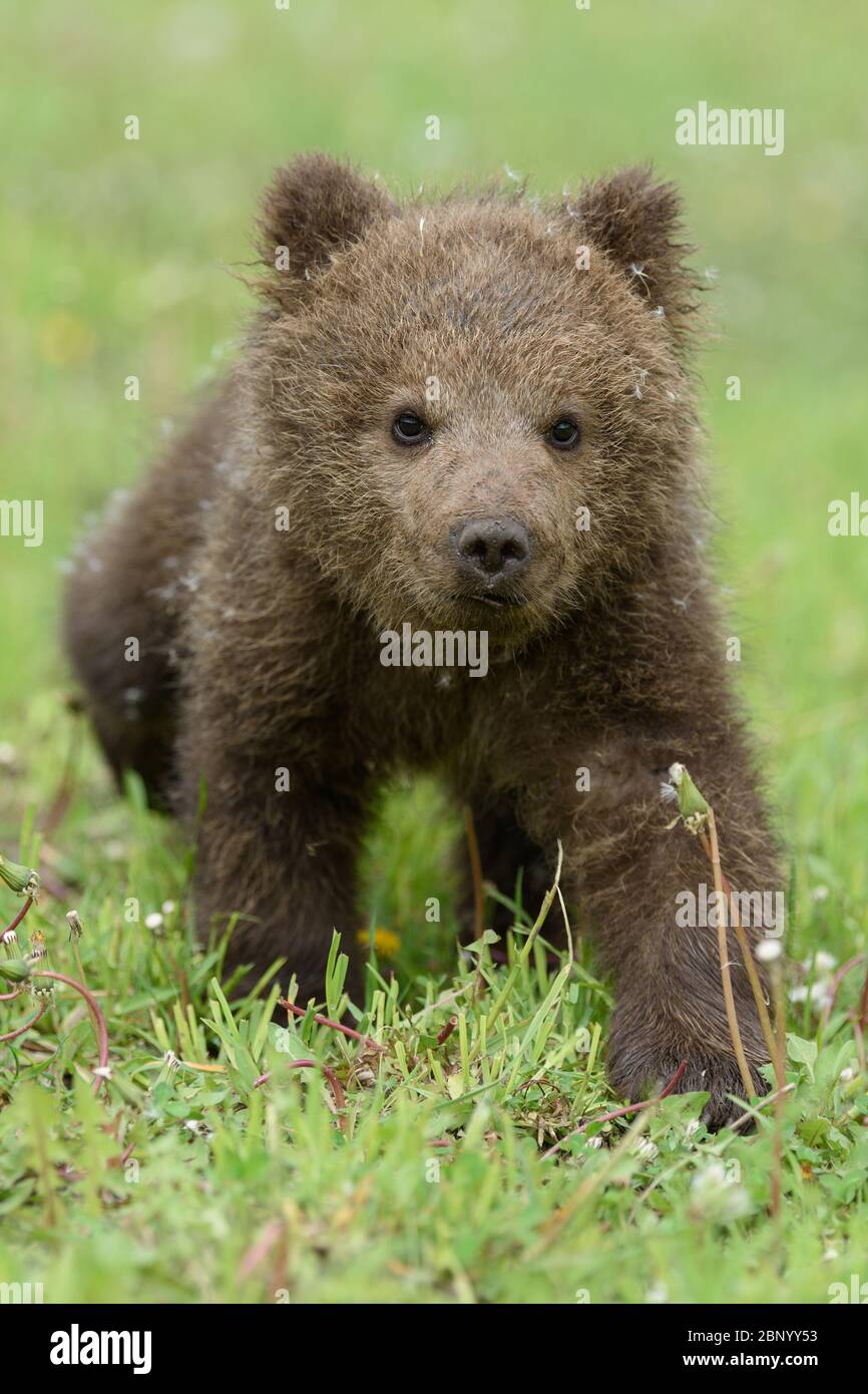 Bear cub in spring grass. Dangerous small animal in nature meadow ...