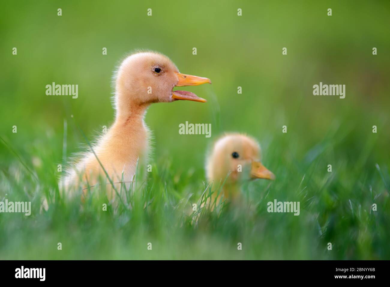 Quack Grass High Resolution Stock Photography and Images - Alamy