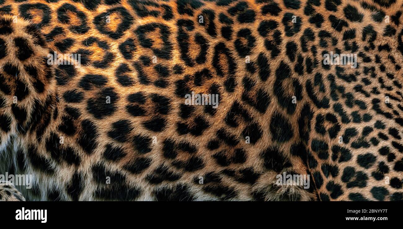 Leopard skin pattern hi-res stock photography and images - Alamy