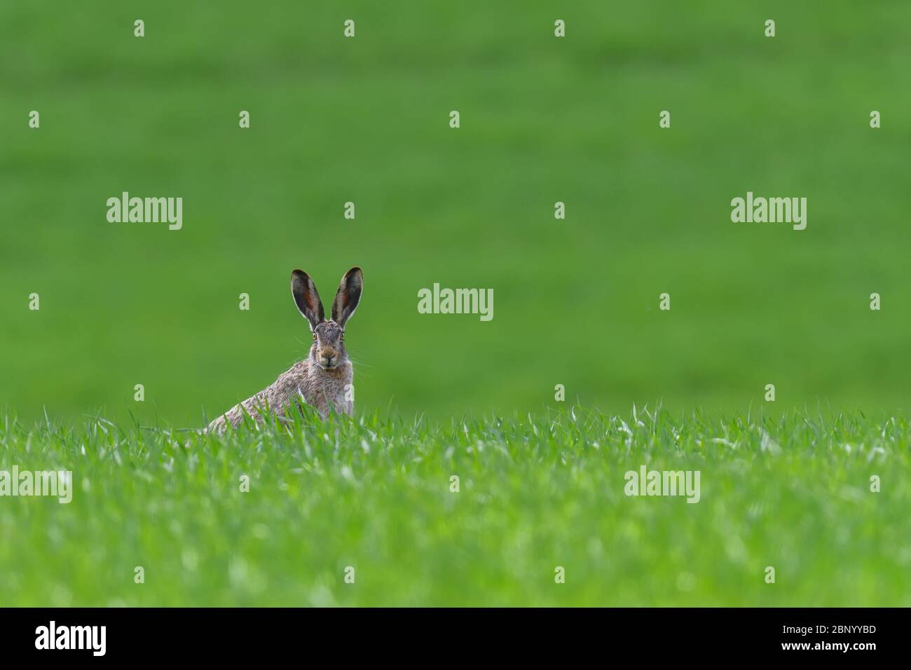 Cute hare sitting in spring grass. Wildlife scene from nature. Animal ...