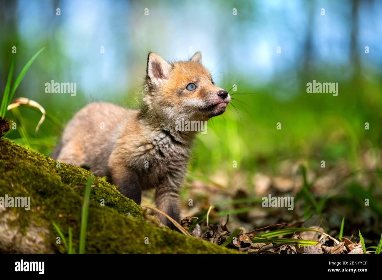 Red fox, vulpes vulpes, small young cub in forest. Cute little wild ...