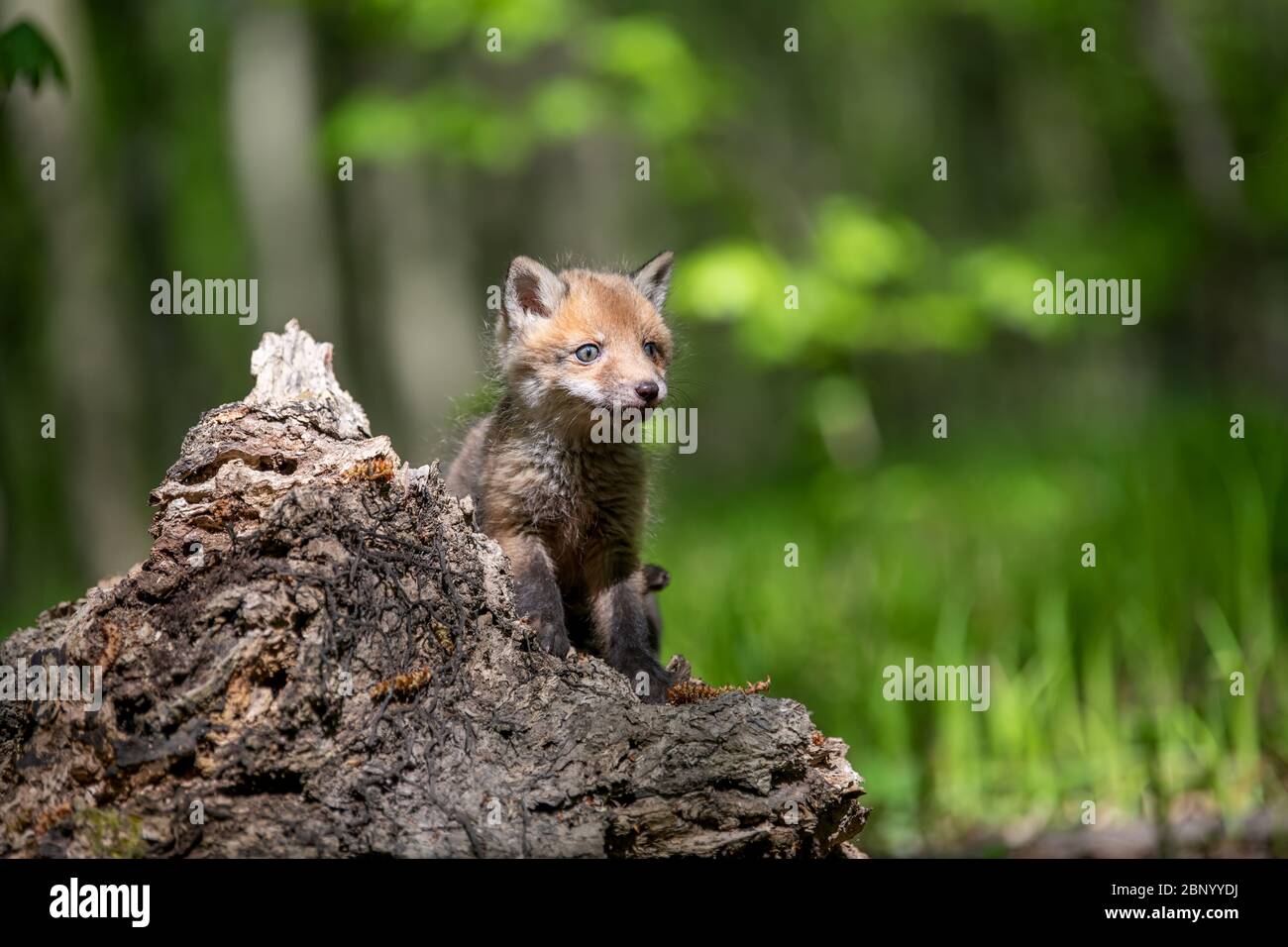 Red fox, vulpes vulpes, small young cub in forest on stump. Cute little ...