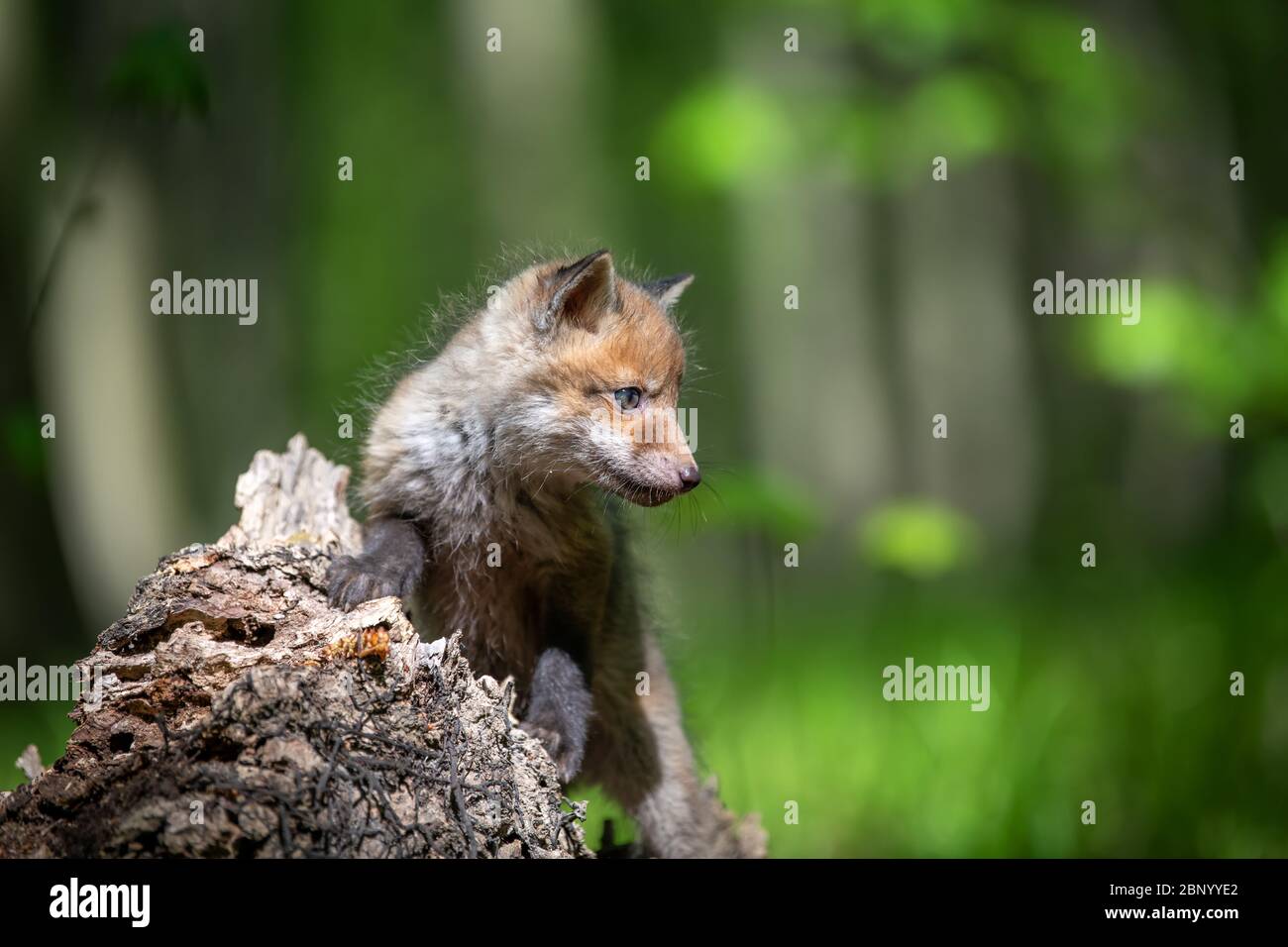Red fox, vulpes vulpes, small young cub in forest on stump. Cute little ...