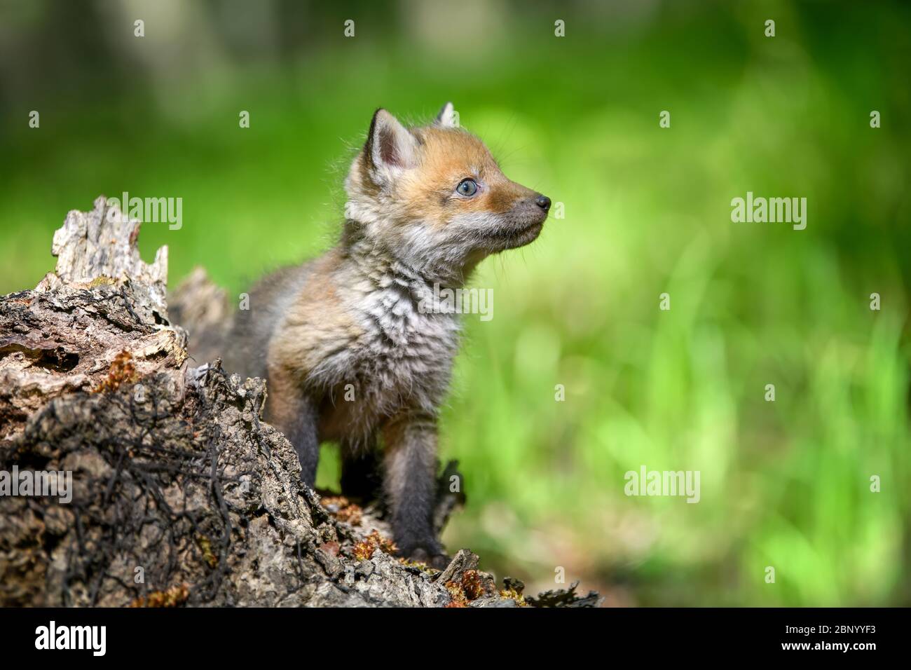 Red fox, vulpes vulpes, small young cub in forest on stump. Cute little ...