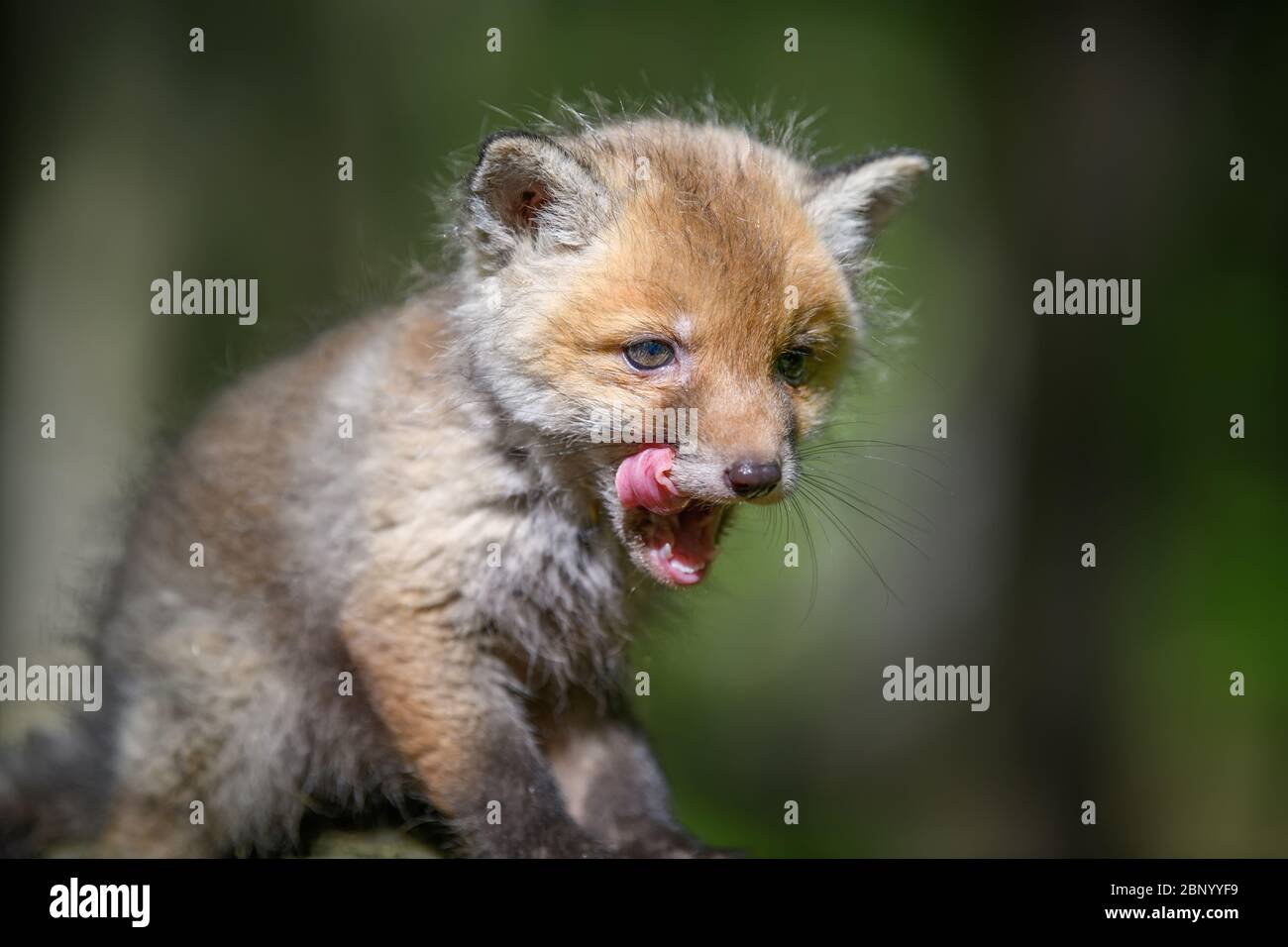 Red fox, vulpes vulpes, small young cub in forest. Cute little wild ...
