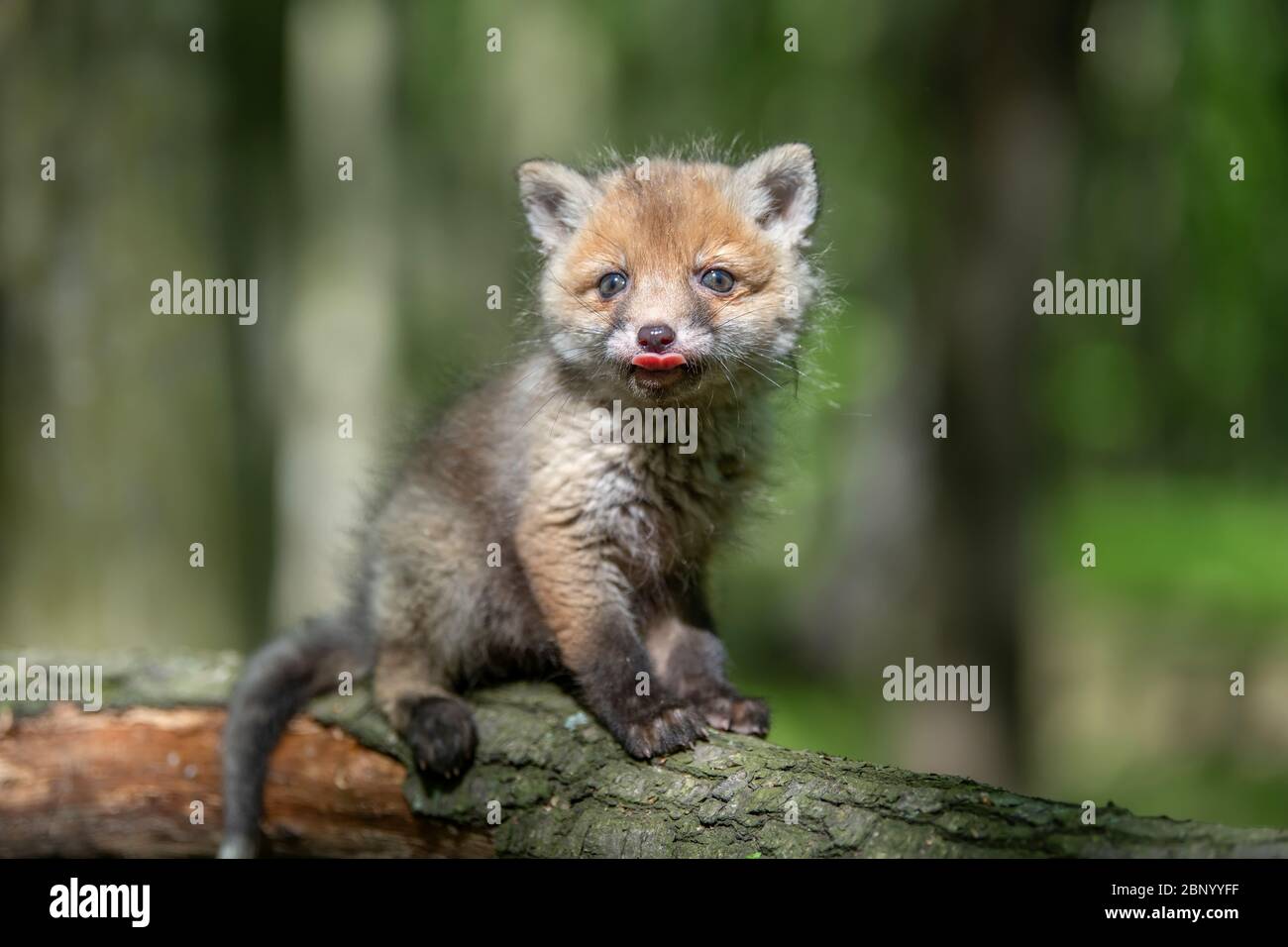 Vulpes Vulpes Bebe Poster Cute Fox Vulpes Vulpes Cub Has Climbed Out