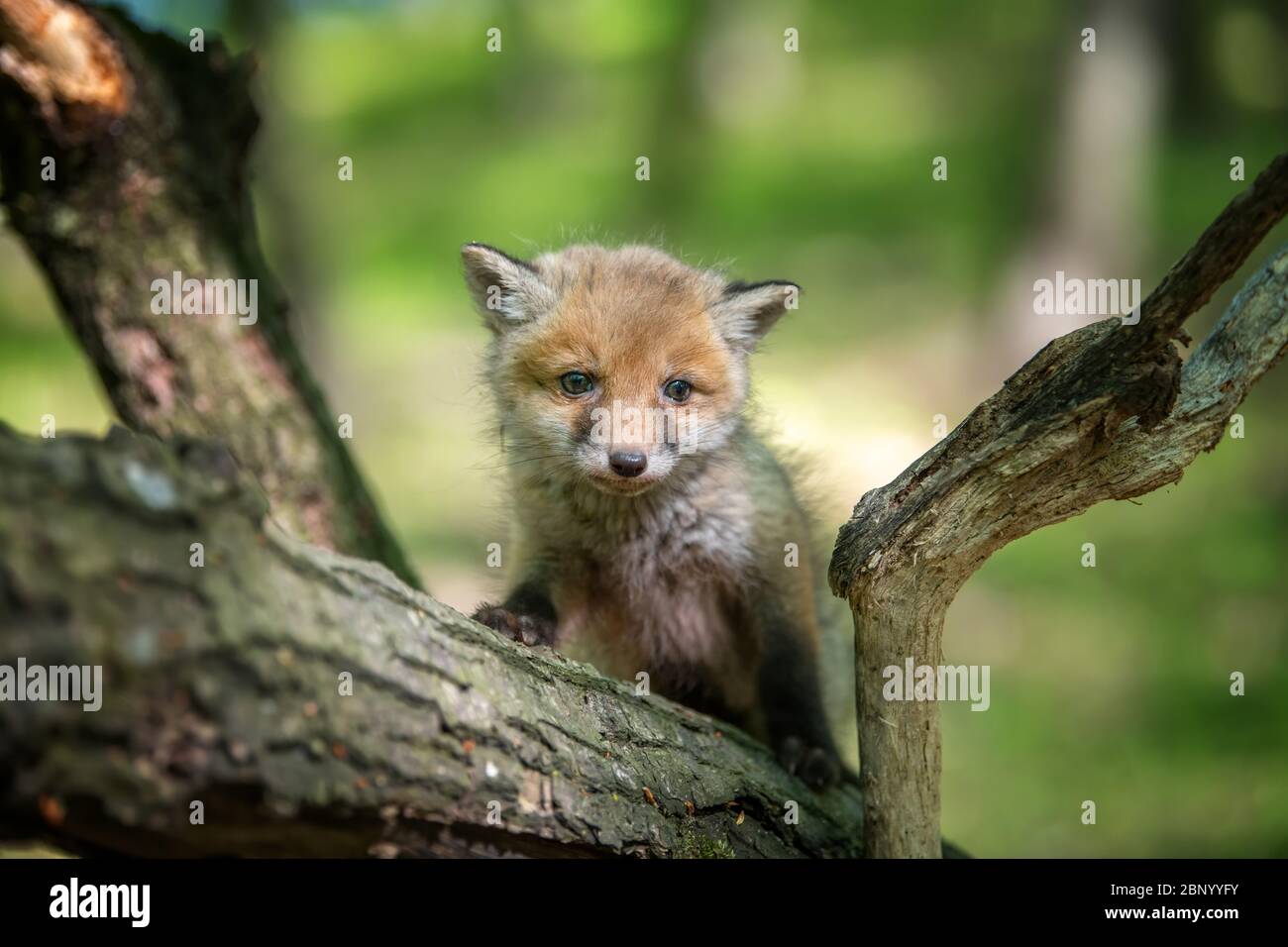 Red fox, vulpes vulpes, small young cub in forest on branch. Cute ...