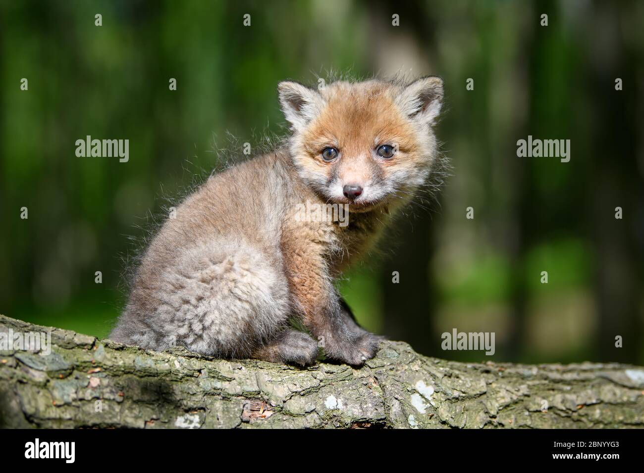 Red fox, vulpes vulpes, small young cub in forest on branch. Cute ...