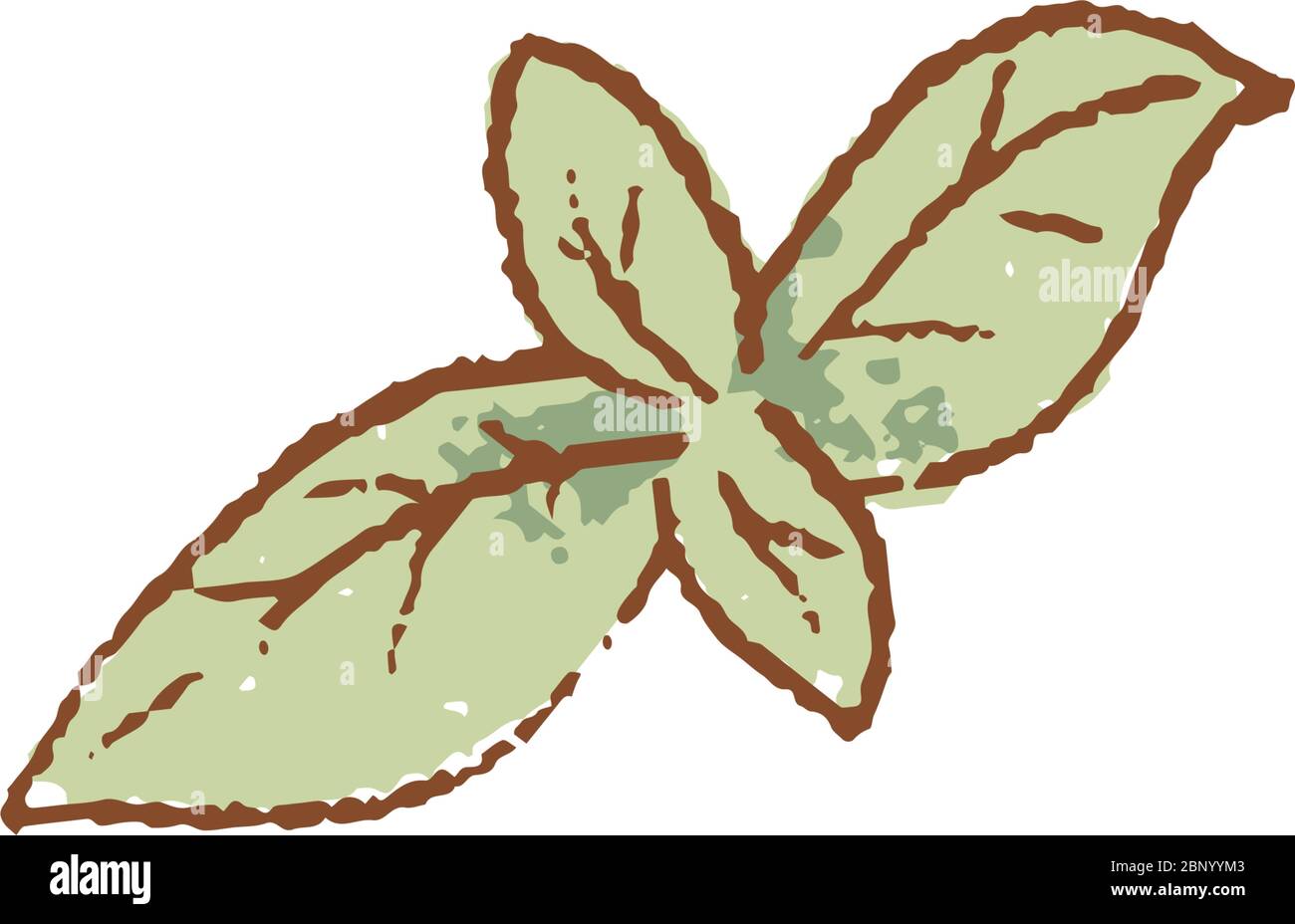 Sweet Basil Drawing