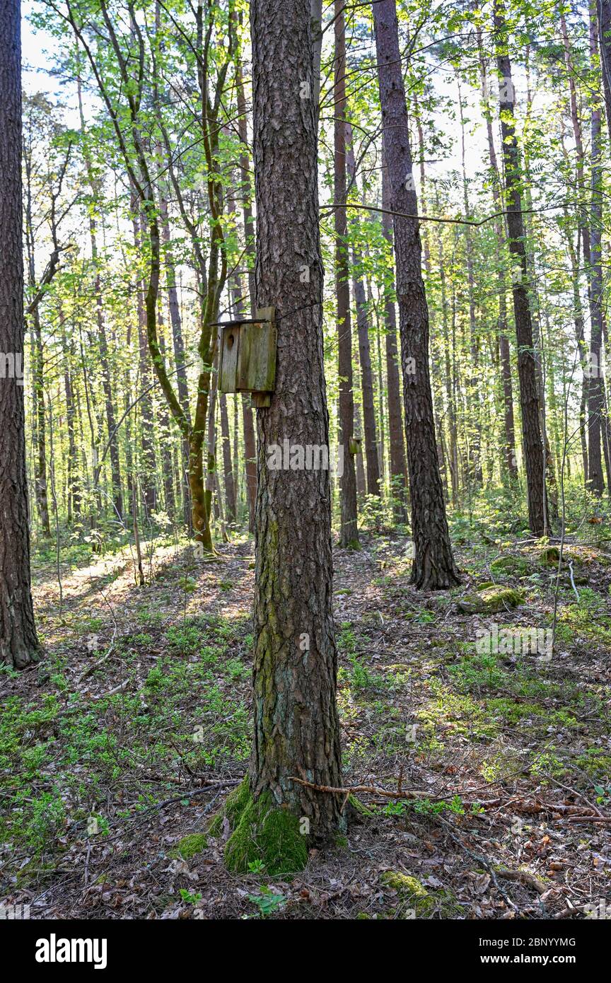 Old wooden nesting box in a tree trunk Stock Photo - Alamy