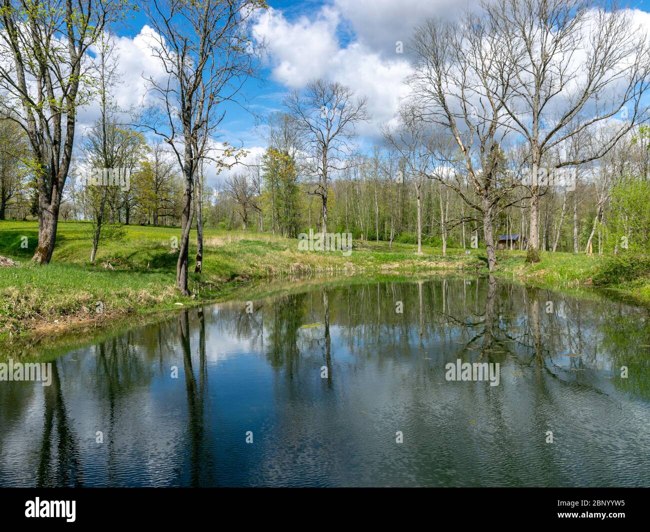 colorful spring landscape with tree silhouettes, green grass and a ...