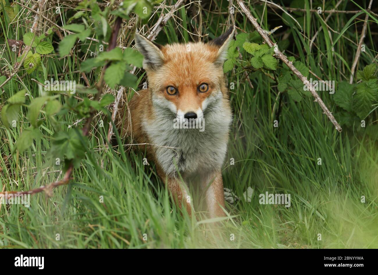 Female face emerging from hi-res stock photography and images - Alamy