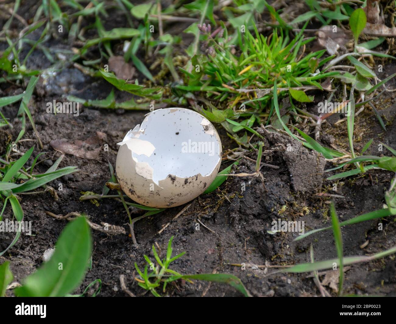 Empty egg shell hi-res stock photography and images - Alamy