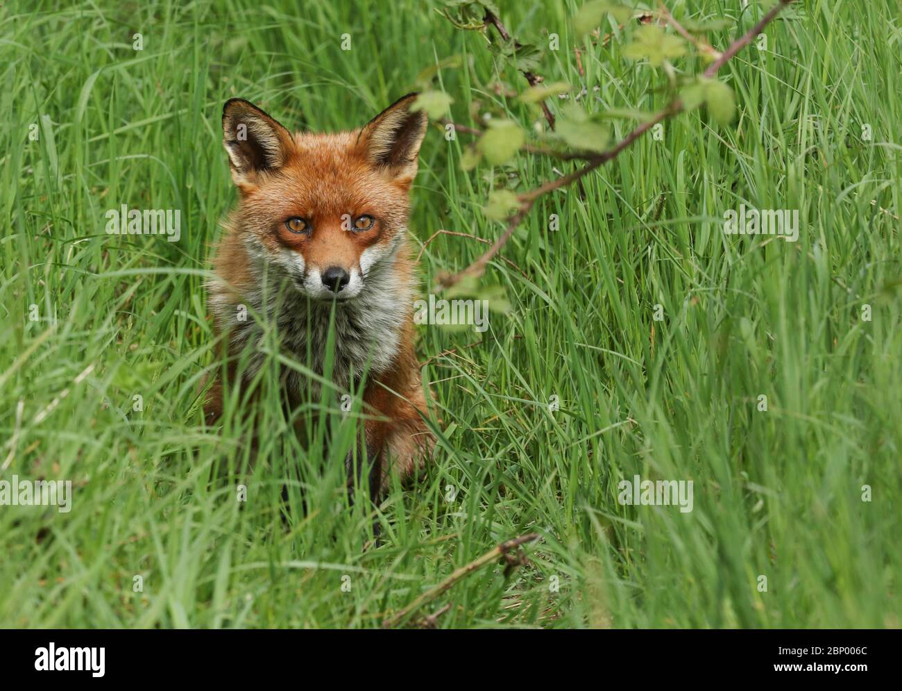 Fox spring uk long grass hi-res stock photography and images - Alamy